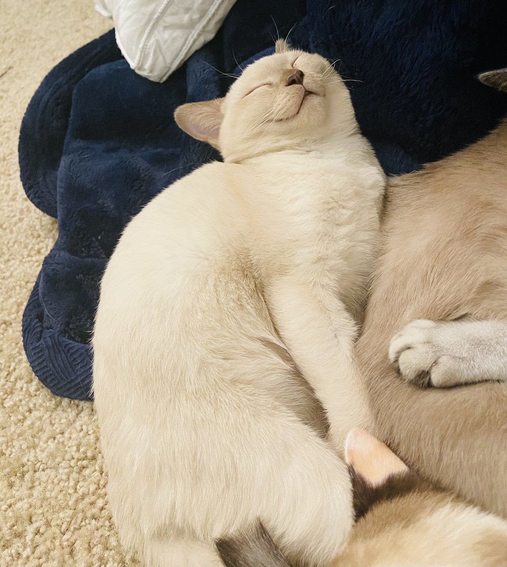 About Us — Companion Cats and Kittens