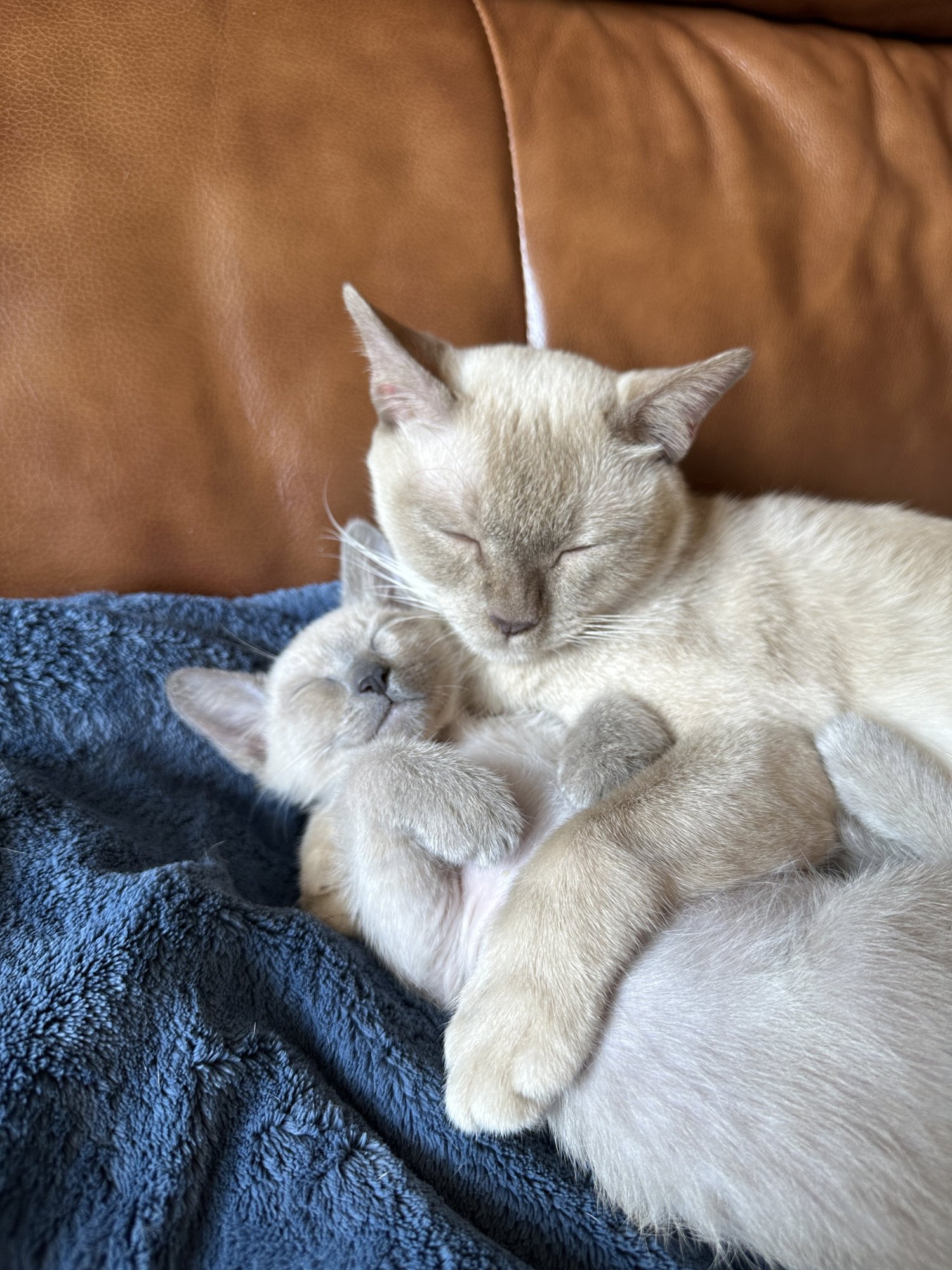 Gallery — Companion Cats and Kittens
