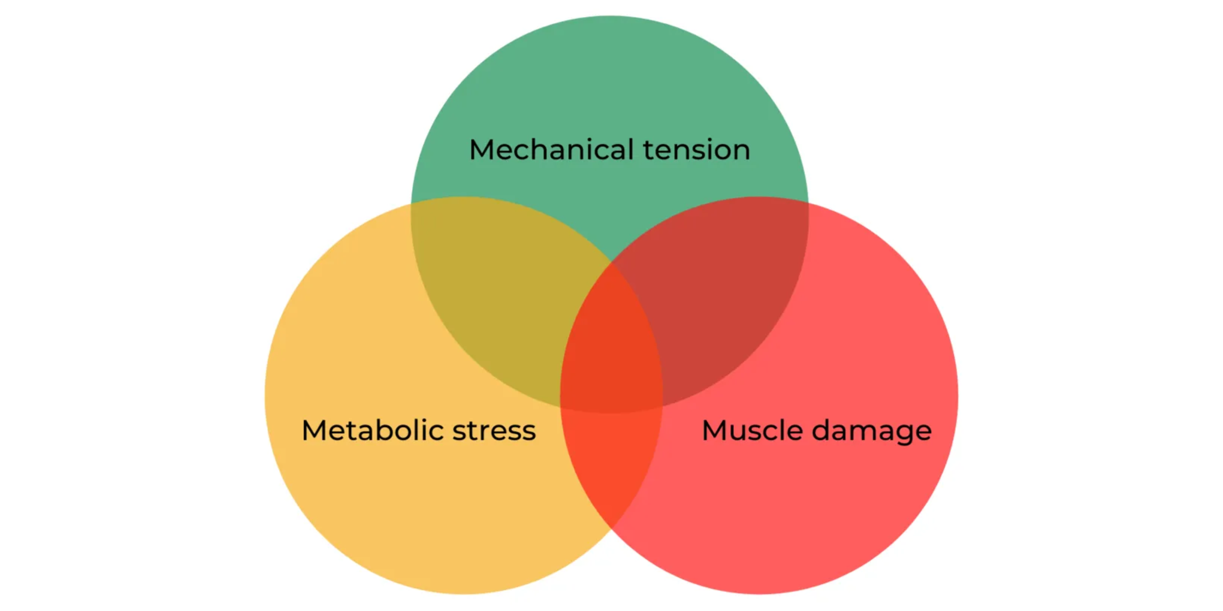 Mechanisms of Hypertrophy — Luke Hall Nutrition