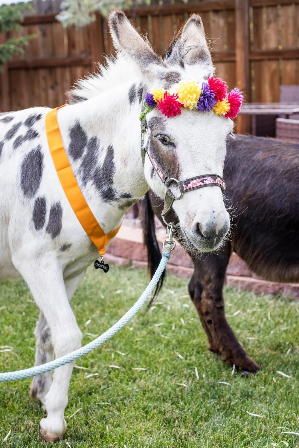 JB's Roaming Ranch Mobile Petting Zoo