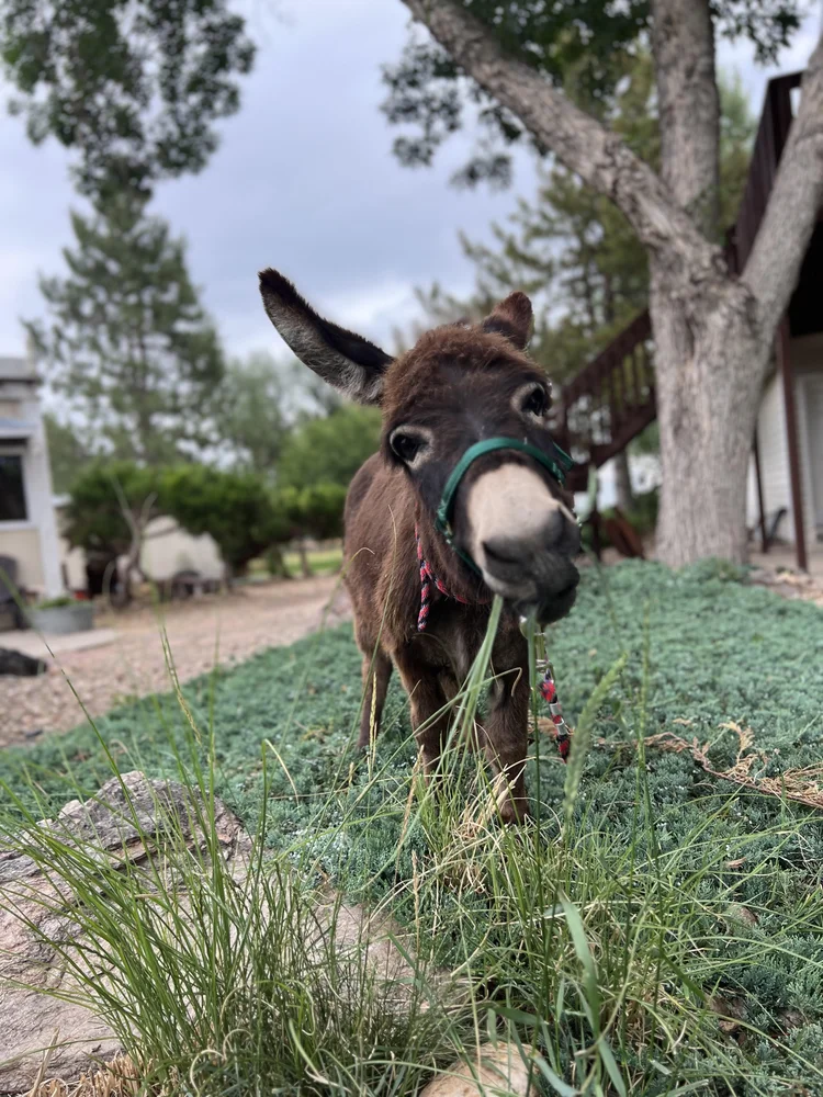 JB's Roaming Ranch Mobile Petting Zoo