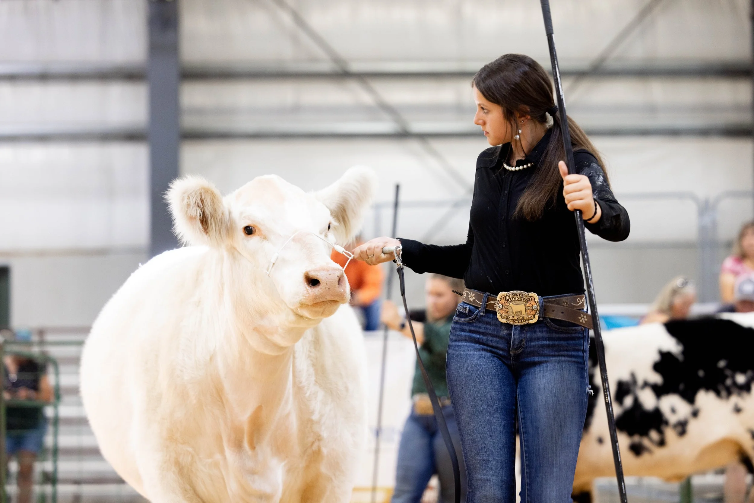 How to Halter Break Show Cattle — Progressive Stockmen