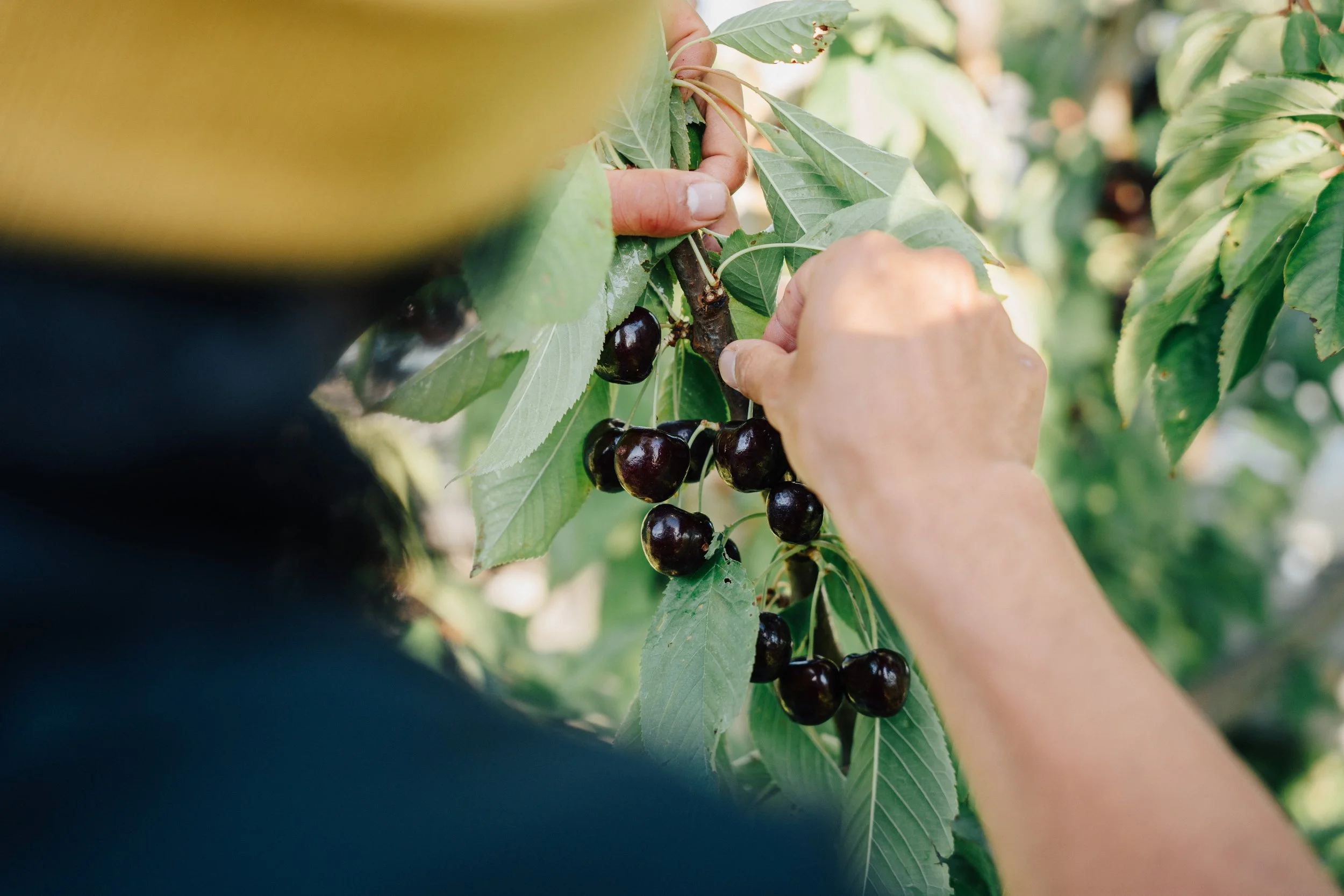Our Story — Greenleaf Exports