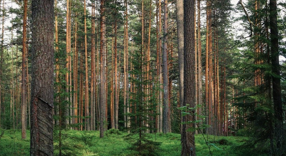 General 1 — Plenty Plants