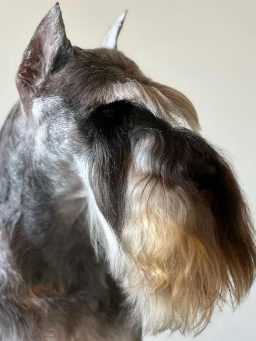 What Blade is Right for My Dog Breed? — Coat Tender: The Ultimate ...