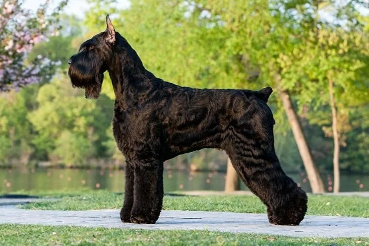 What is It — Coat Tender: The Ultimate Carding Tool Carding Tool