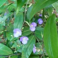 Gingers — Excelsa Gardens