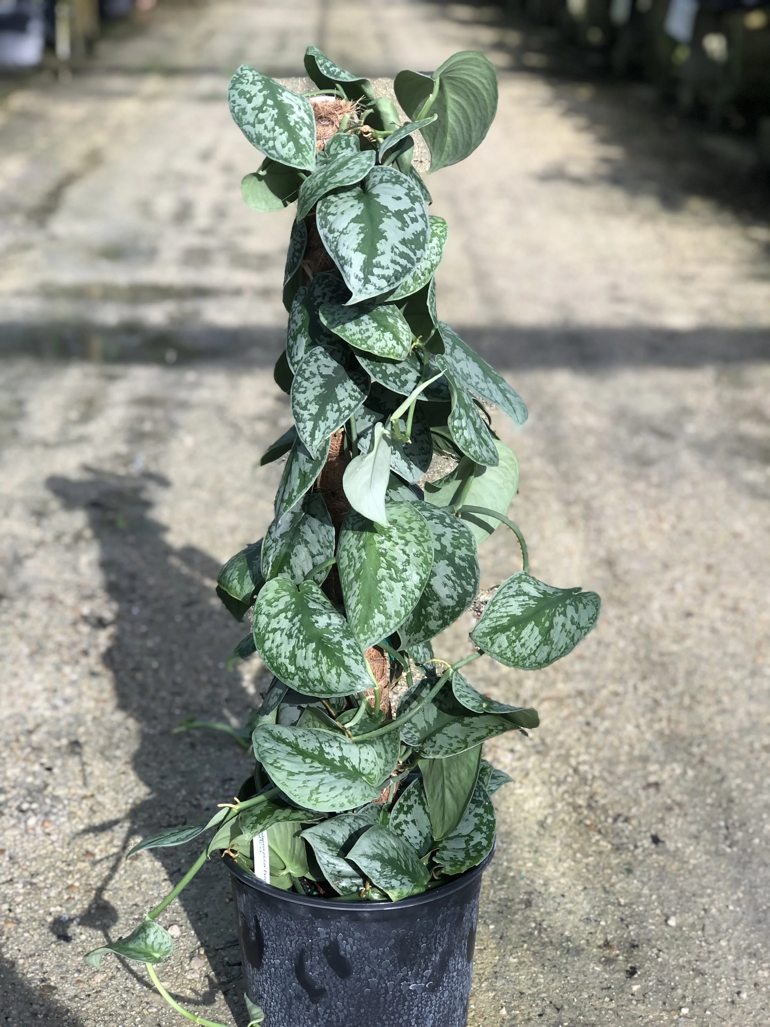 Scindapsus pictus 'Silver Satin' — Excelsa Gardens