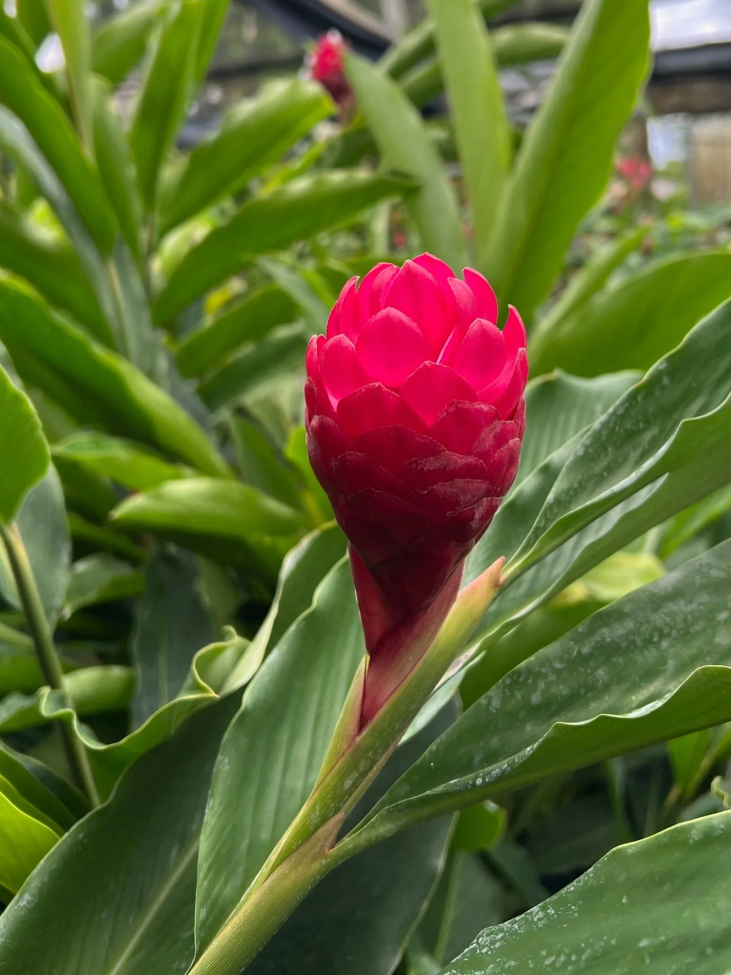 Catalogue — Excelsa Gardens