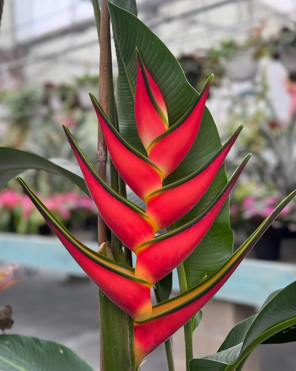 Excelsa Gardens