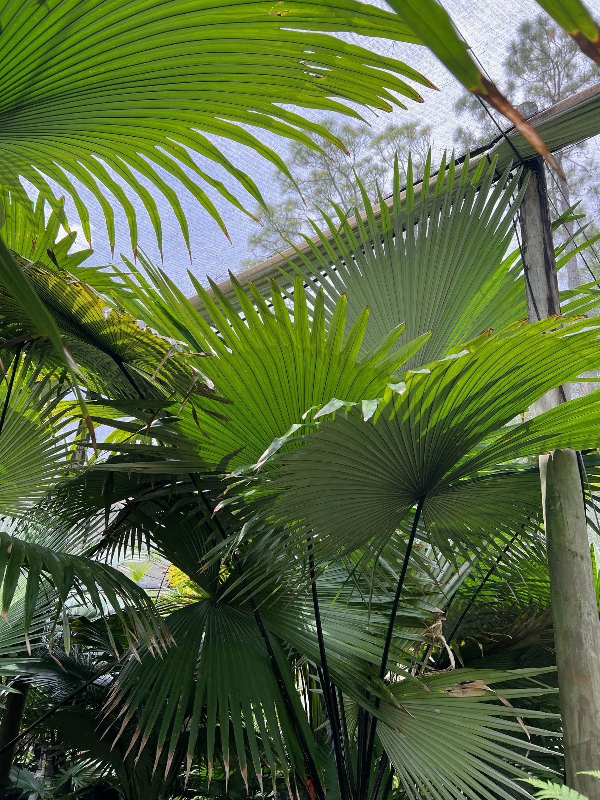 Catalogue — Excelsa Gardens