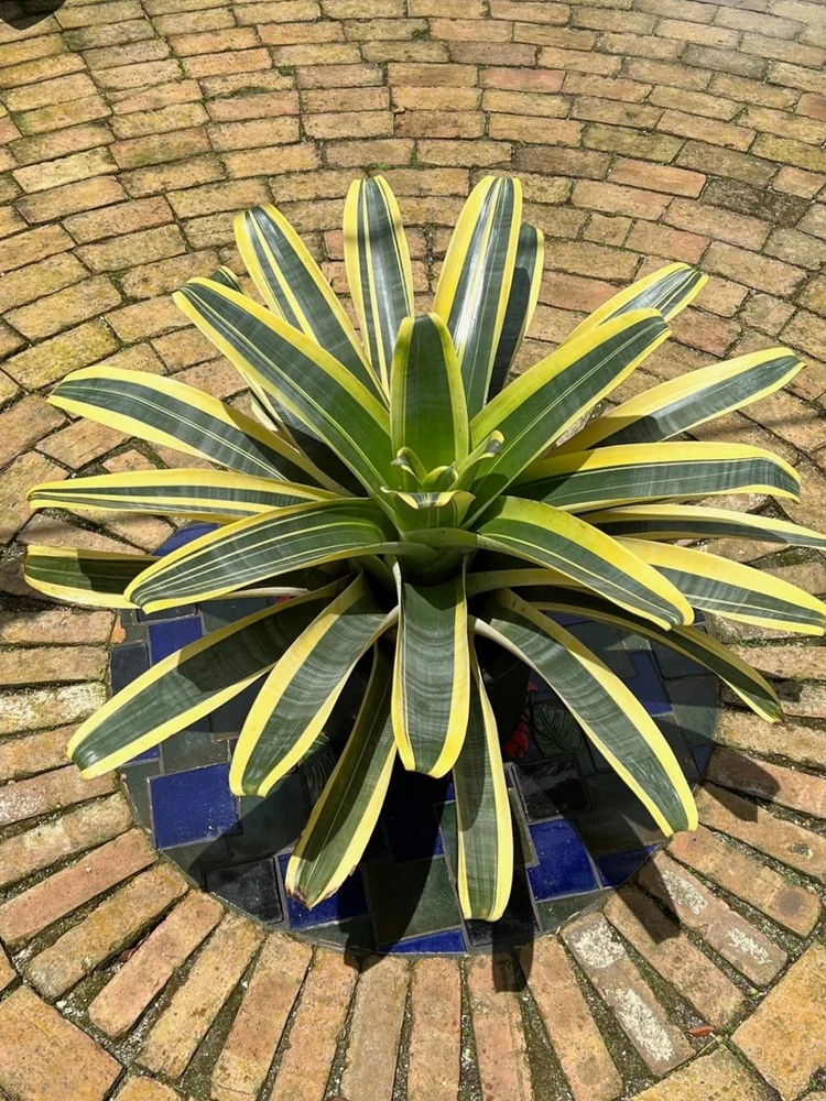 Catalogue — Excelsa Gardens