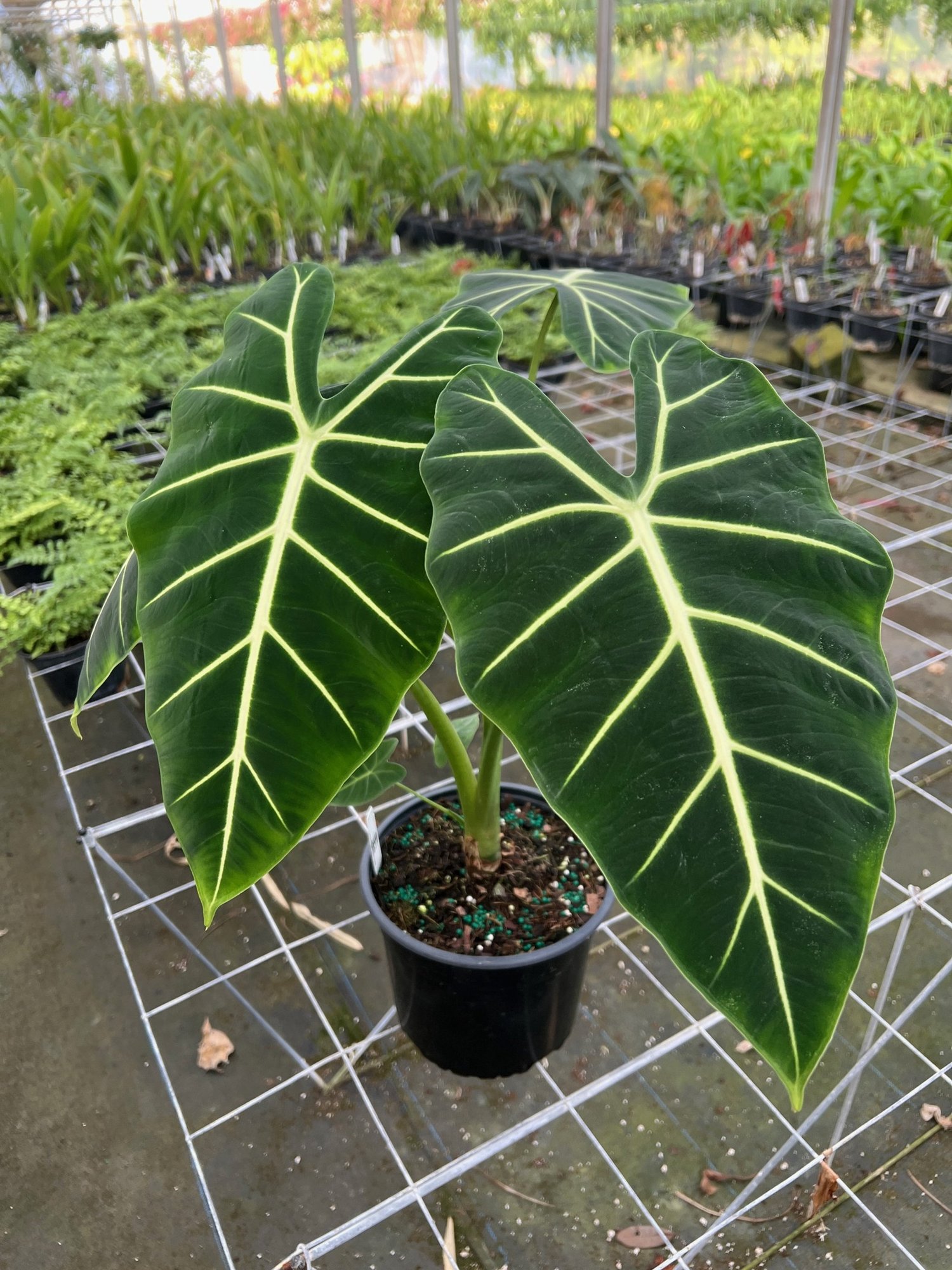 Online Store — Excelsa Gardens