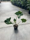 Our Plants — Excelsa Gardens