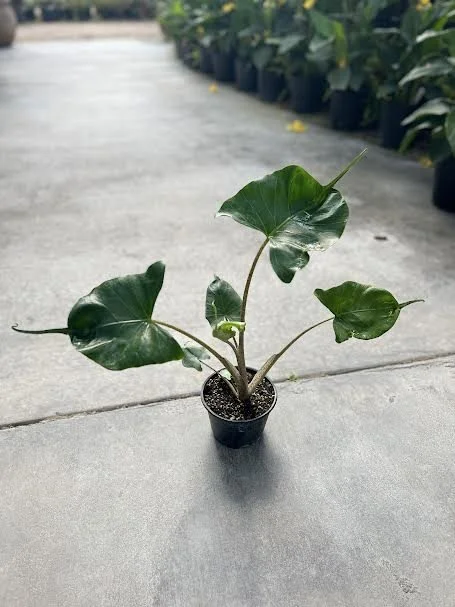 Our Plants — Excelsa Gardens
