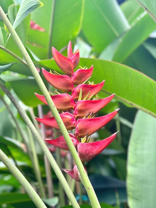 Catalogue — Excelsa Gardens
