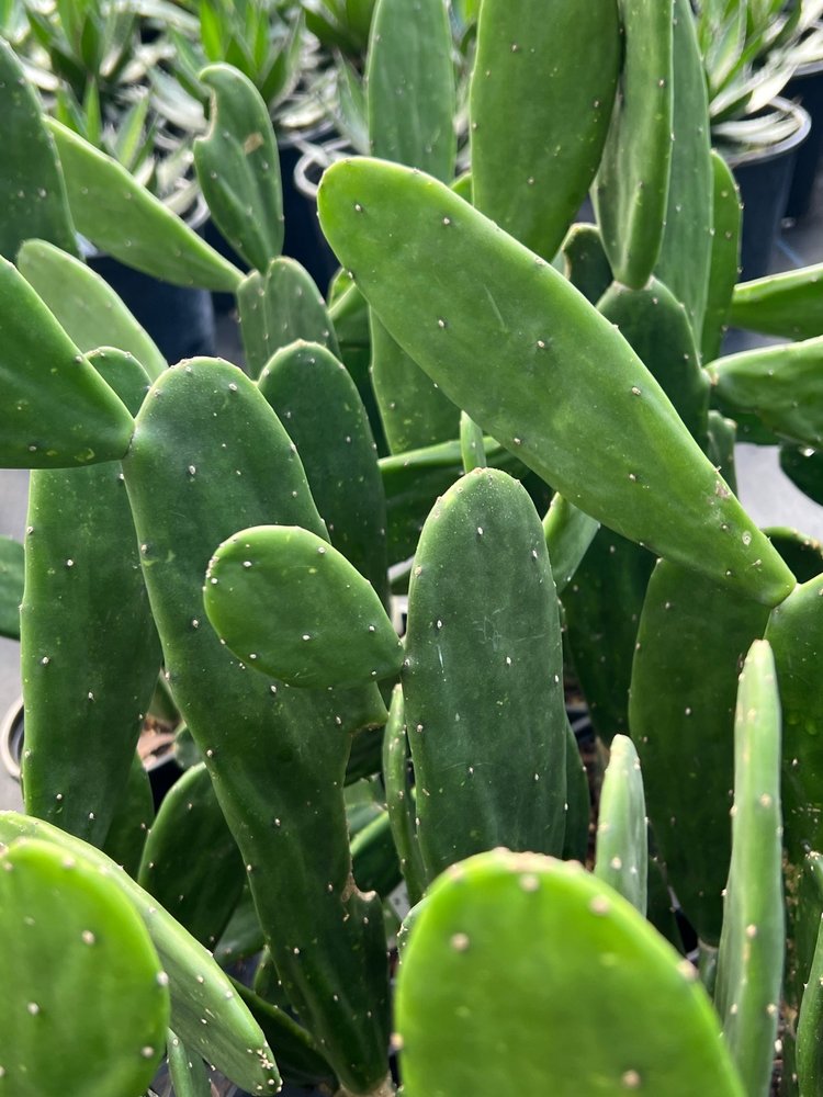 Online Store — Excelsa Gardens