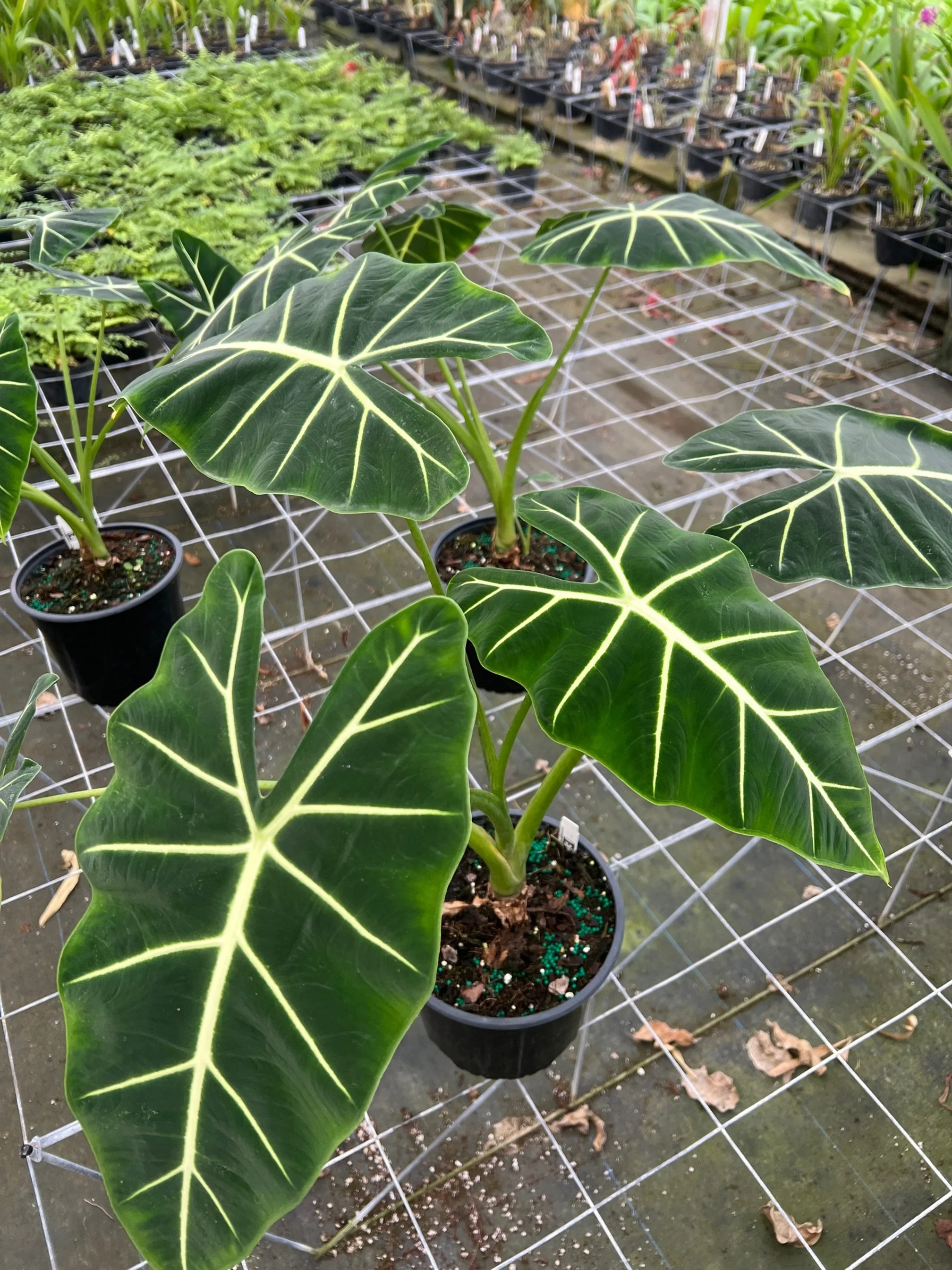 Our Plants — Excelsa Gardens