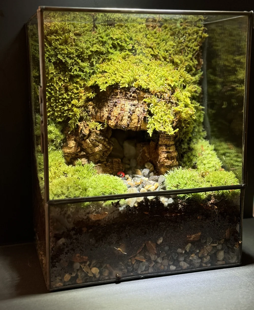 Forge & Fern Terrariums
