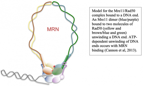 Research — Paull Lab