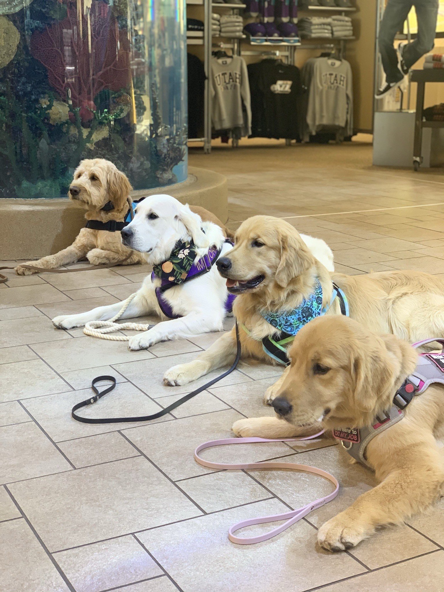 Elite K-9 Companions