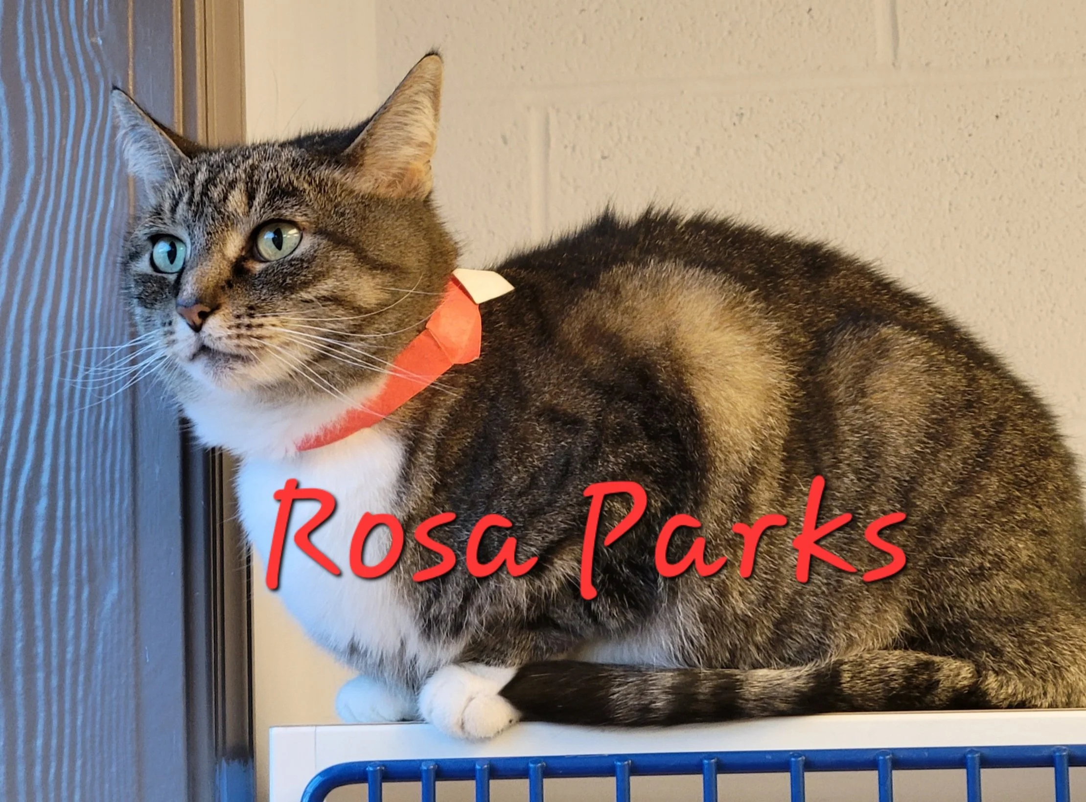 Calvert Animal Welfare League