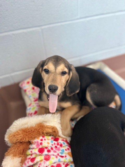 Calvert Animal Welfare League