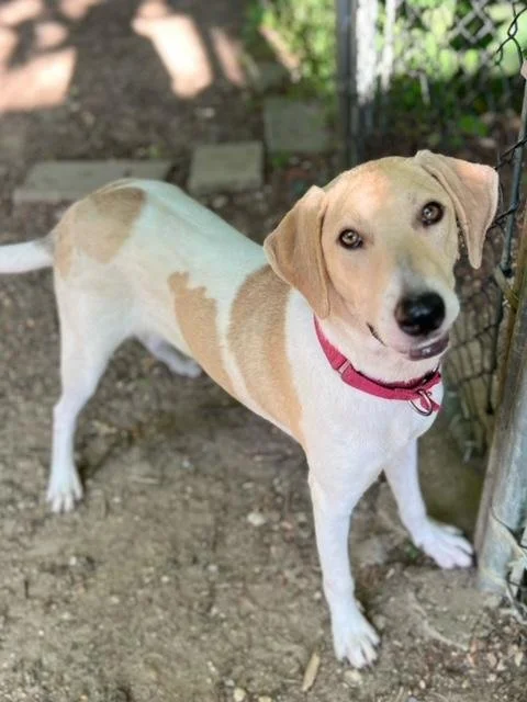 Calvert Animal Welfare League