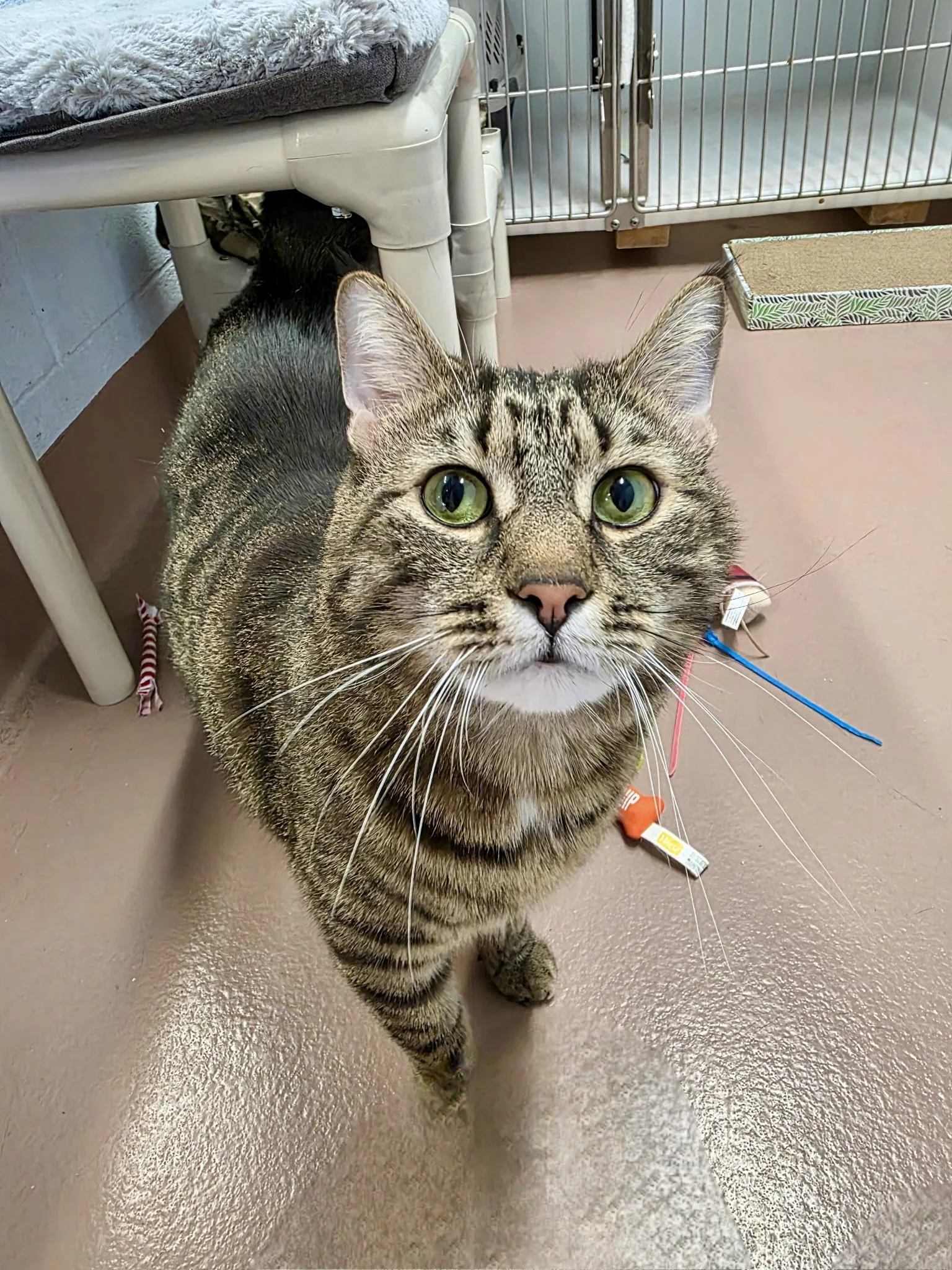 Calvert Animal Welfare League