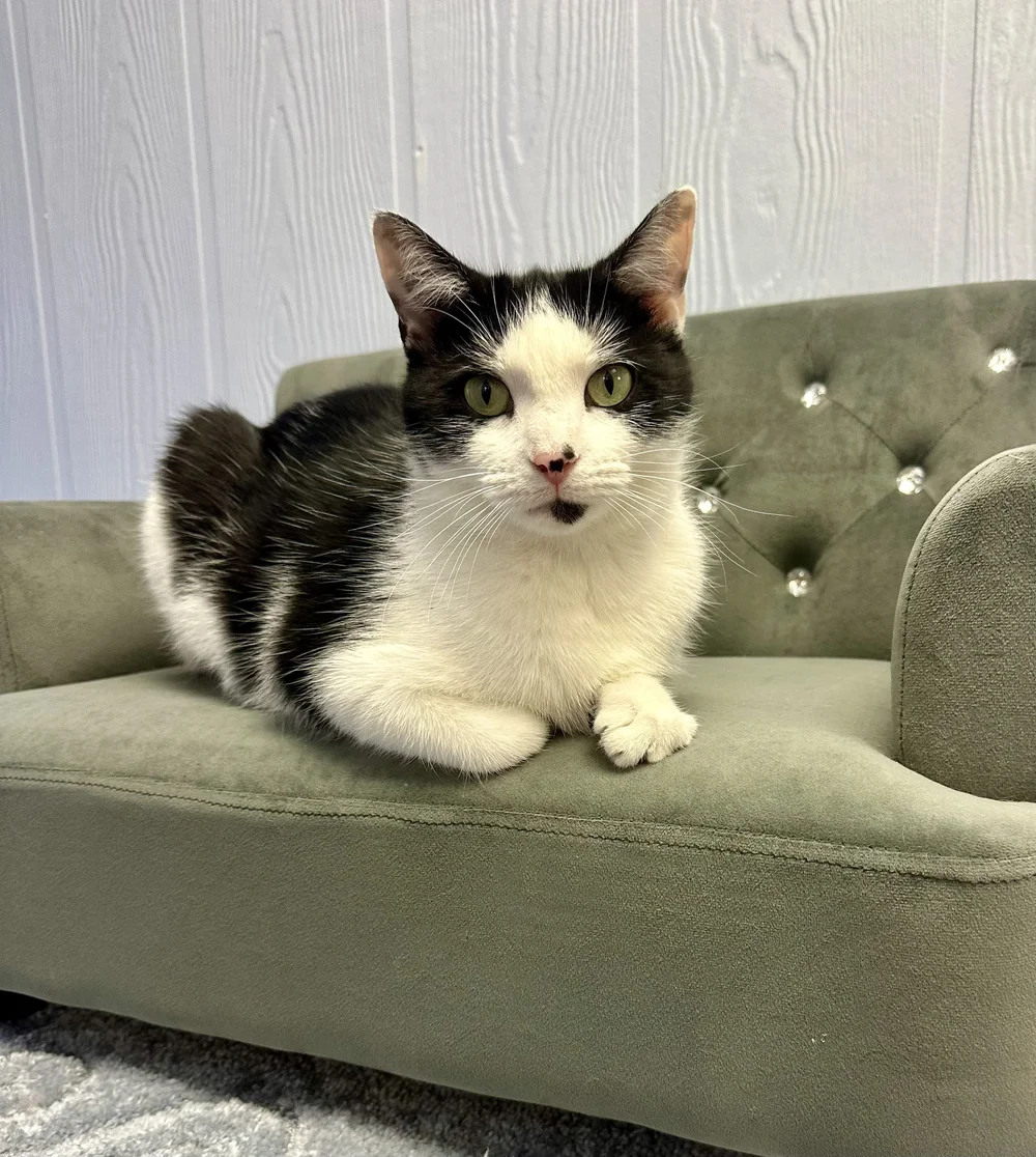 Calvert Animal Welfare League