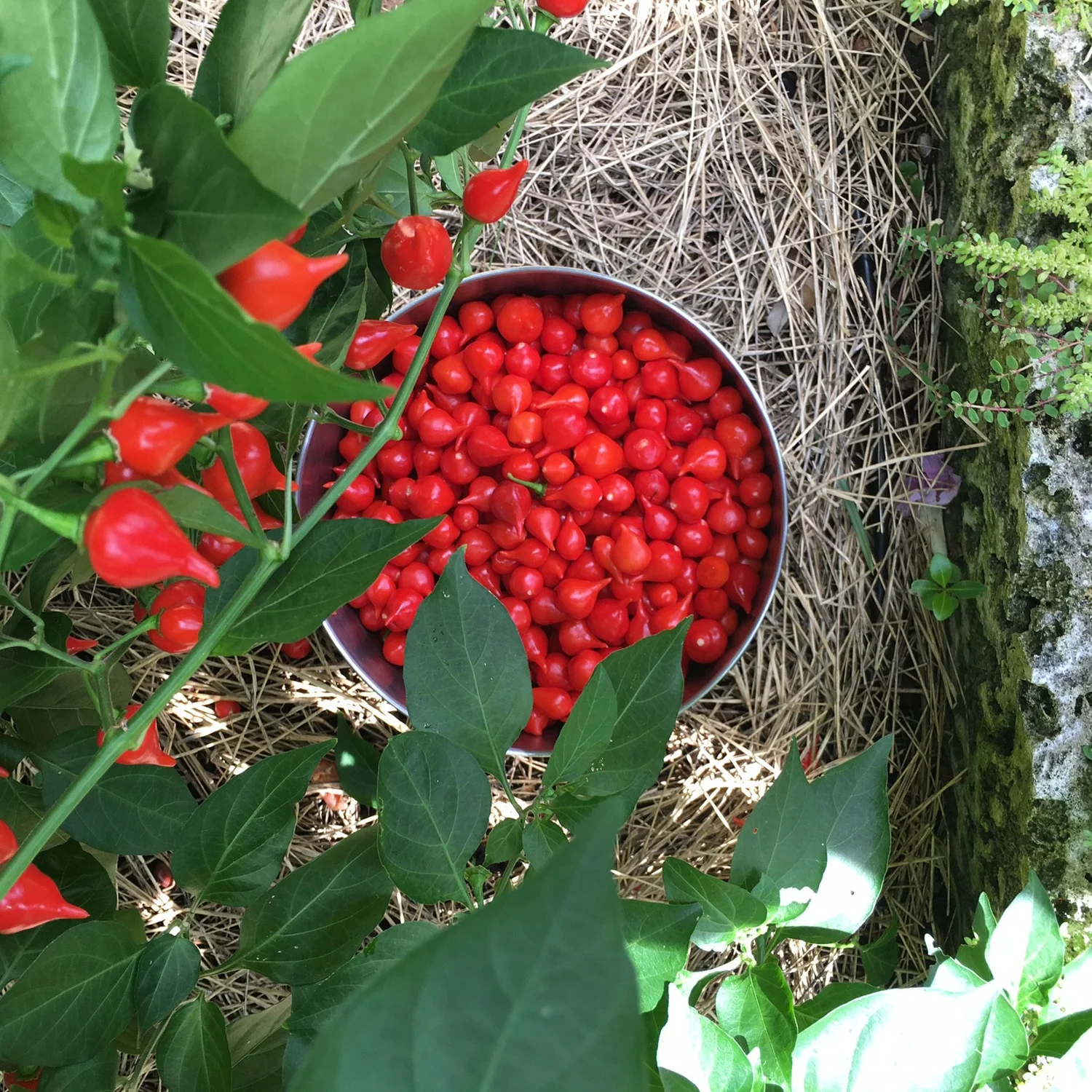 Hot & Sweet Peppers — Little River Cooperative