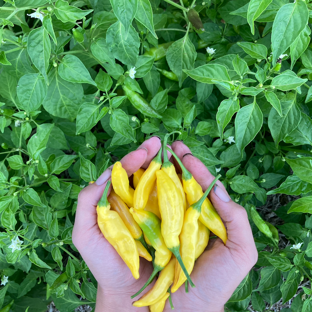 About 4 — Little River Cooperative