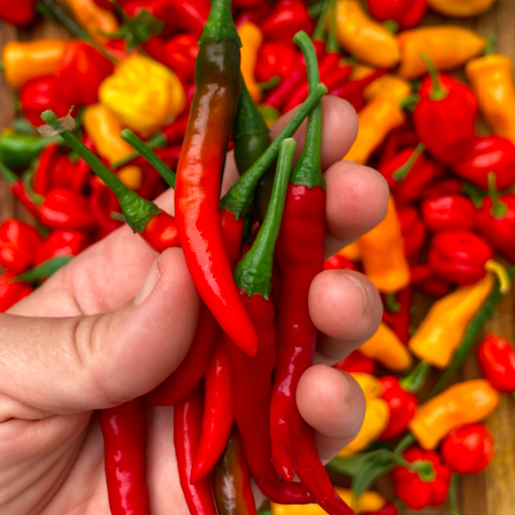 Hot & Sweet Peppers — Little River Cooperative