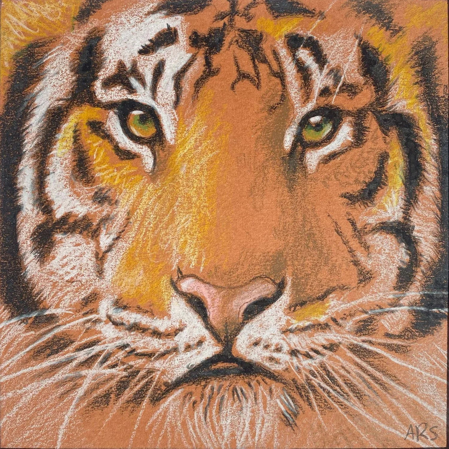 Tiger Color Pencil Drawing