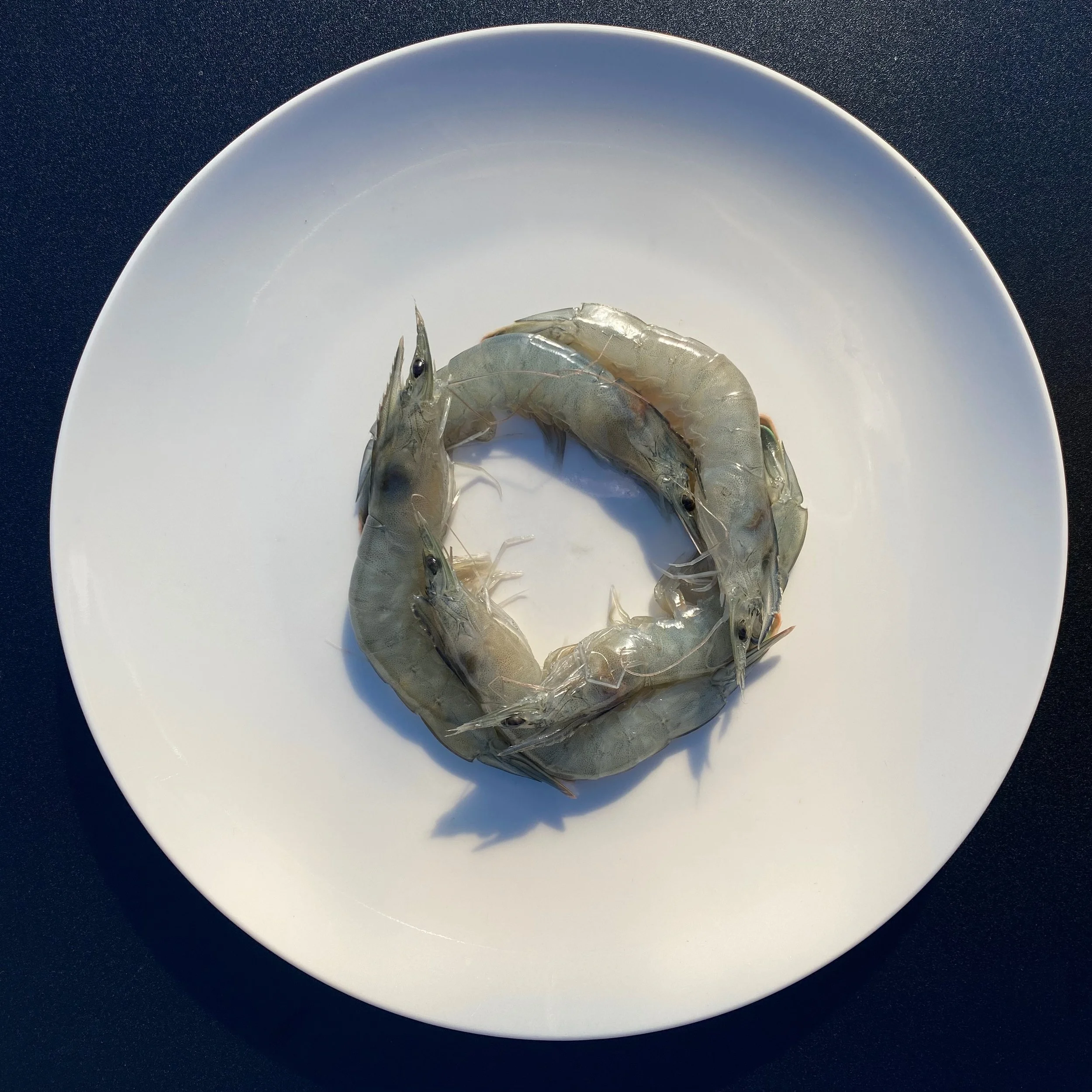 Shop — TransparentSea