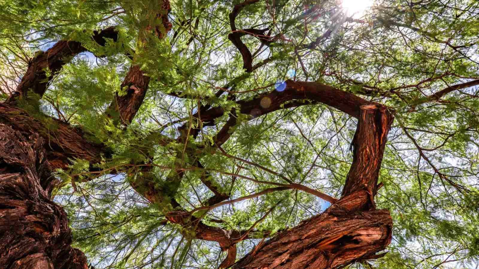 Discovering the Beauty of Mesquite Wood—Blog—Rios Interiors