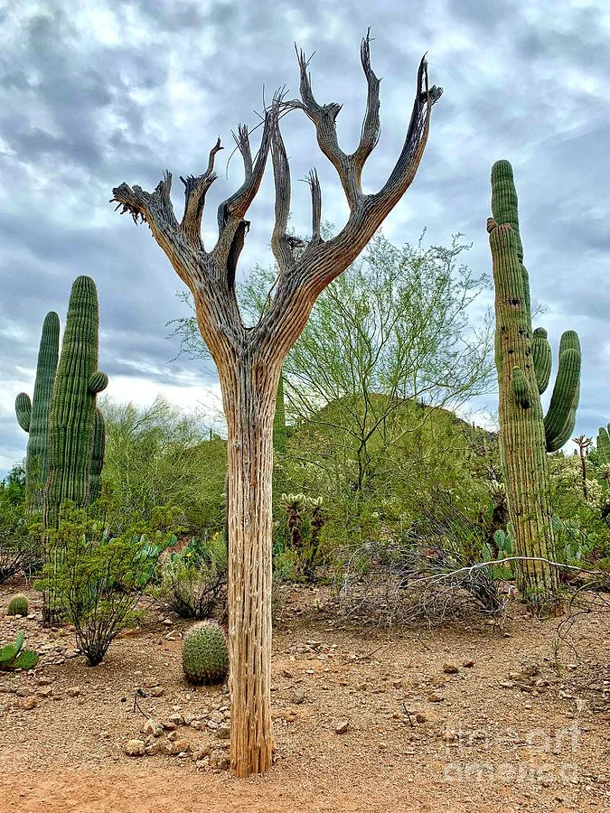 The Saguaro Cactus: From Desert Icon to Timeless Decor—Blog—Rios Interiors