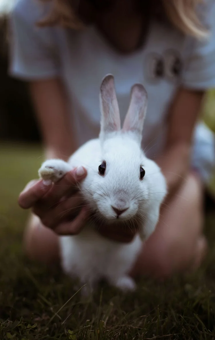 How to Adopt a Pet | Step-by-Step Guide from Saskatoon SPCA — Saskatoon ...