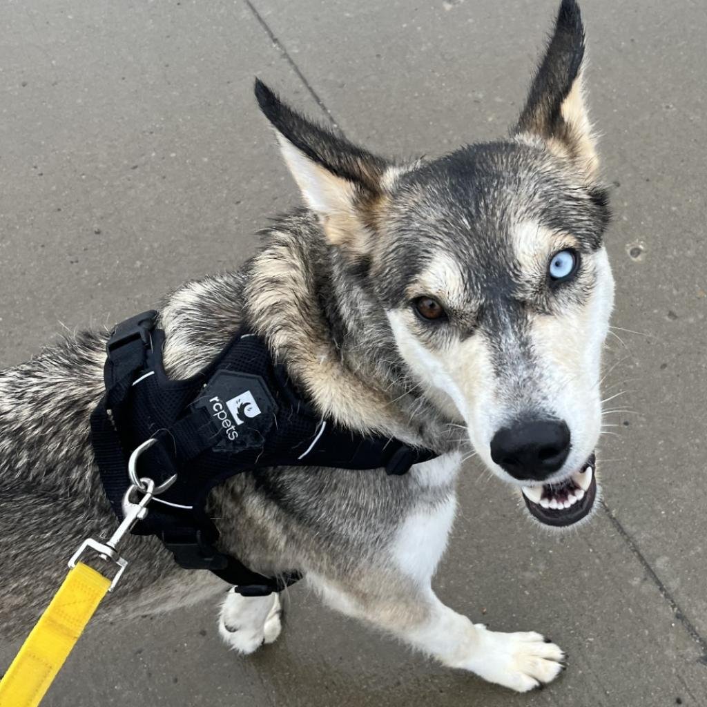 Saskatoon SPCA | Animal Shelter and Adoption Services in Saskatoon