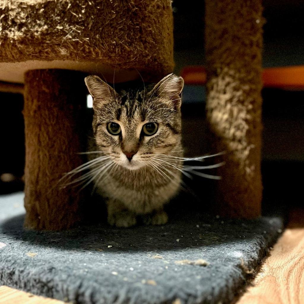 Saskatoon SPCA | Animal Shelter and Adoption Services in Saskatoon