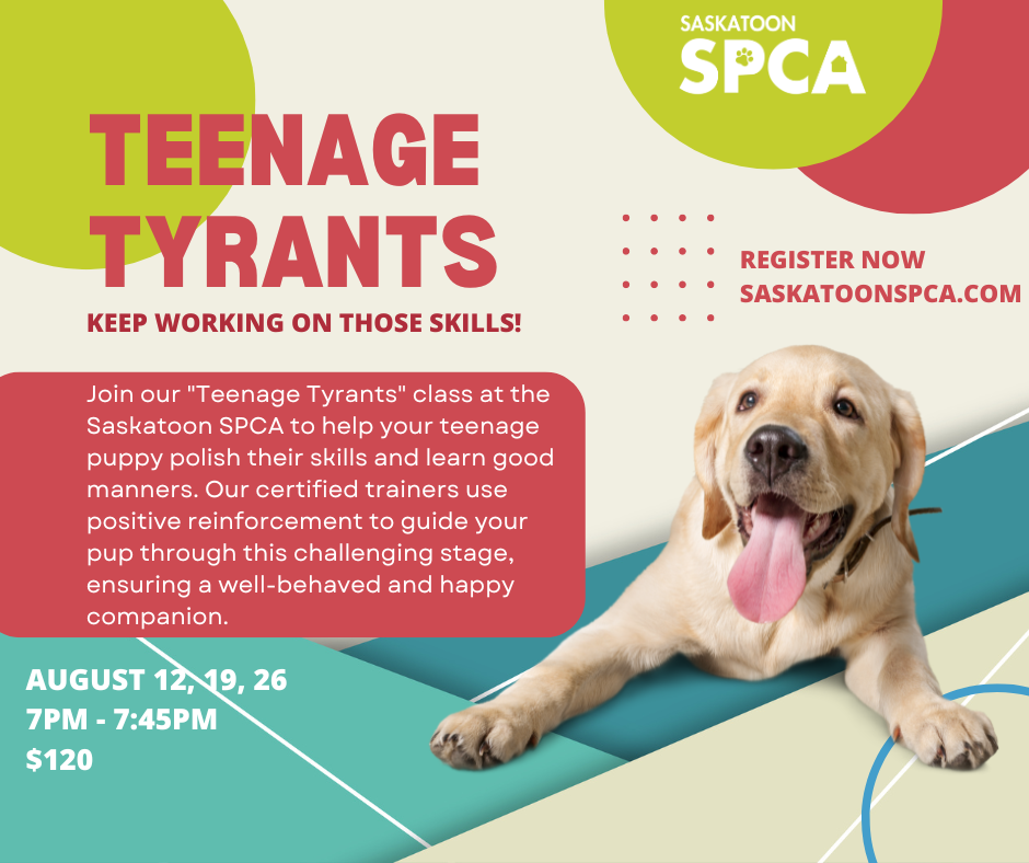Saskatoon SPCA | Animal Shelter and Adoption Services in Saskatoon