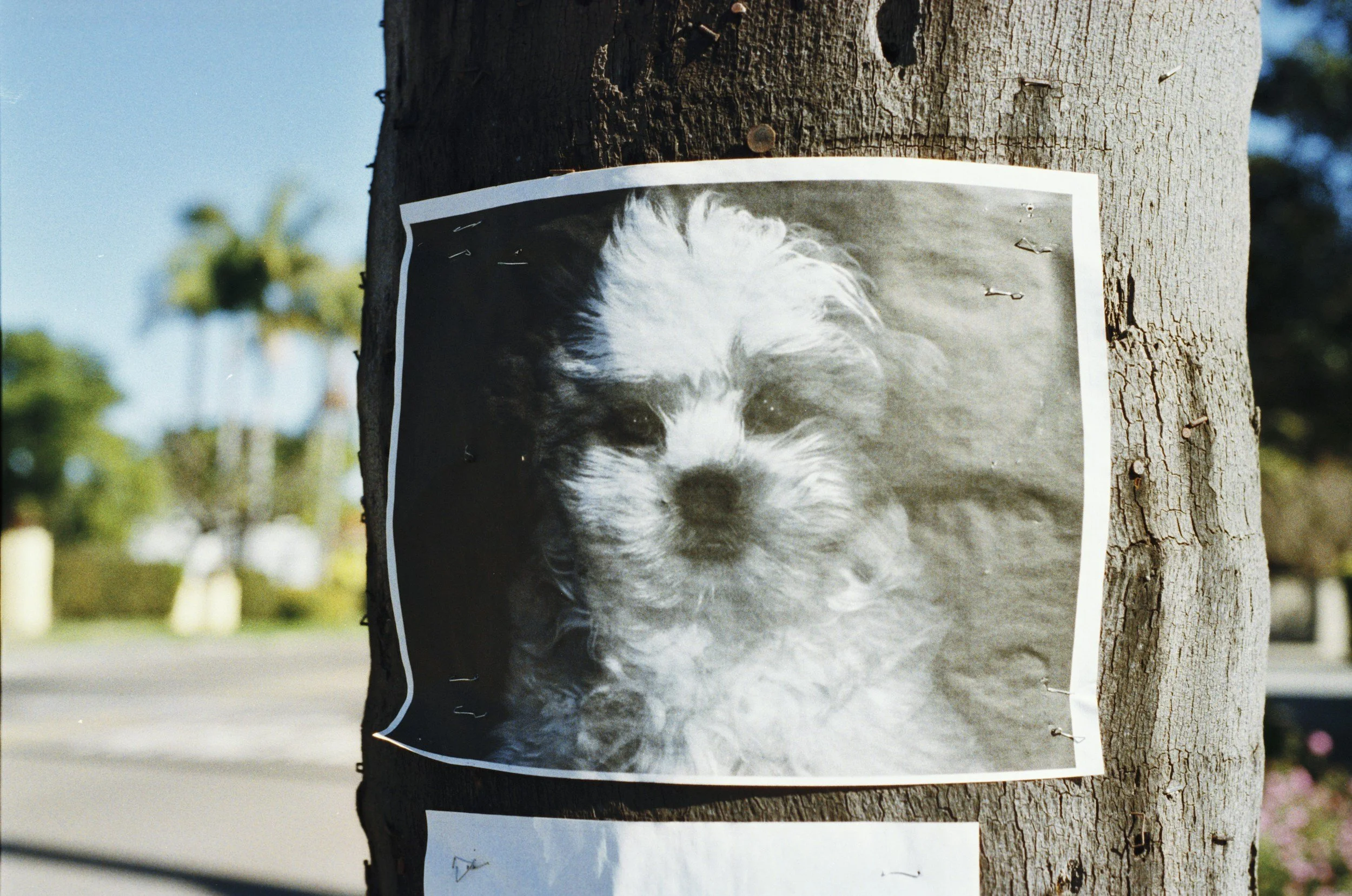 Lost a Pet? File a Lost Report at the Saskatoon SPCA — Saskatoon SPCA