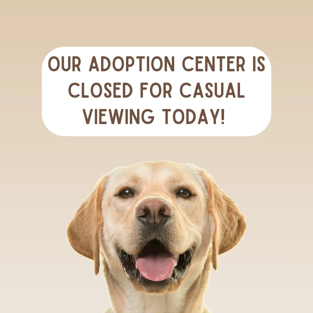 Saskatoon SPCA | Animal Shelter and Adoption Services in Saskatoon