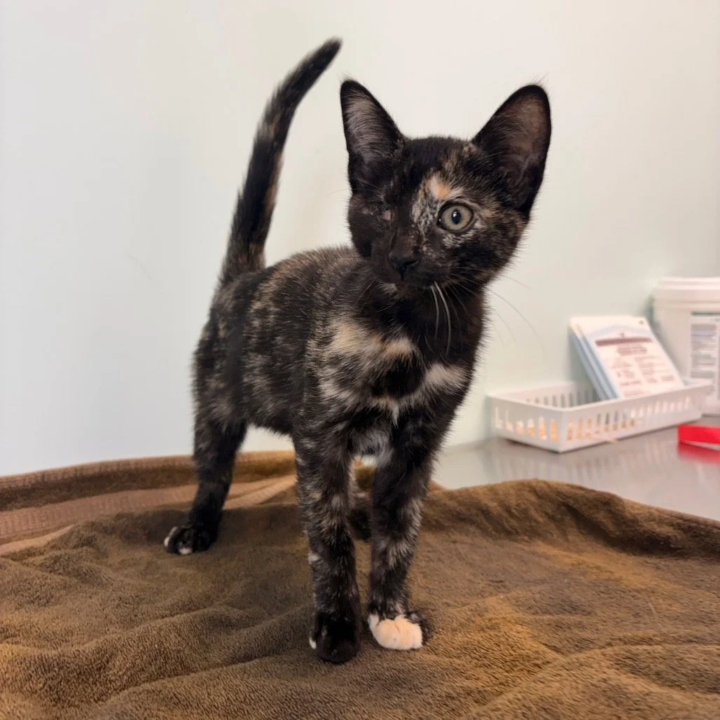 Saskatoon SPCA | Animal Shelter and Adoption Services in Saskatoon