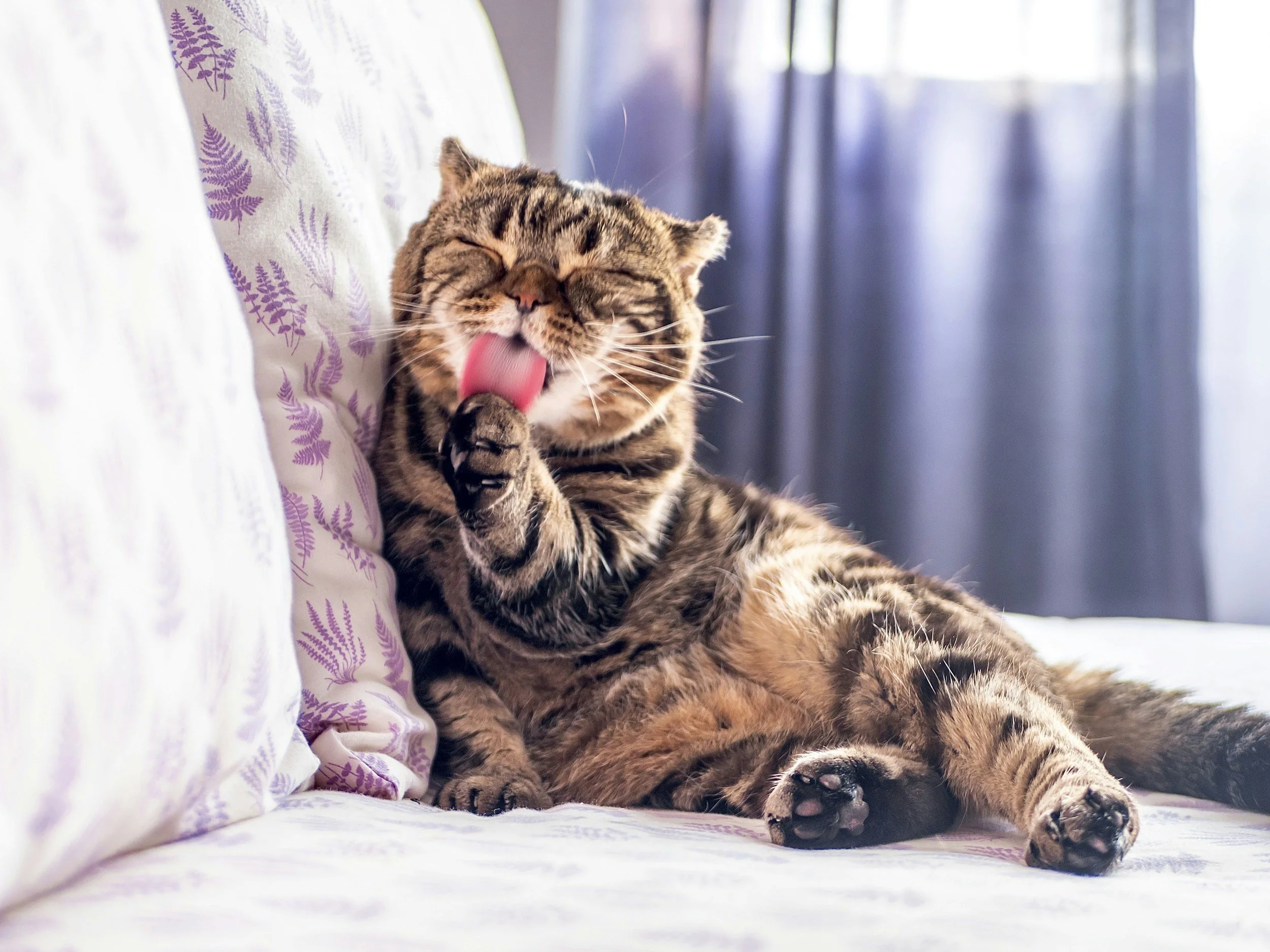 Adoptable Cats | Find Your Perfect Feline Friend at Saskatoon SPCA ...