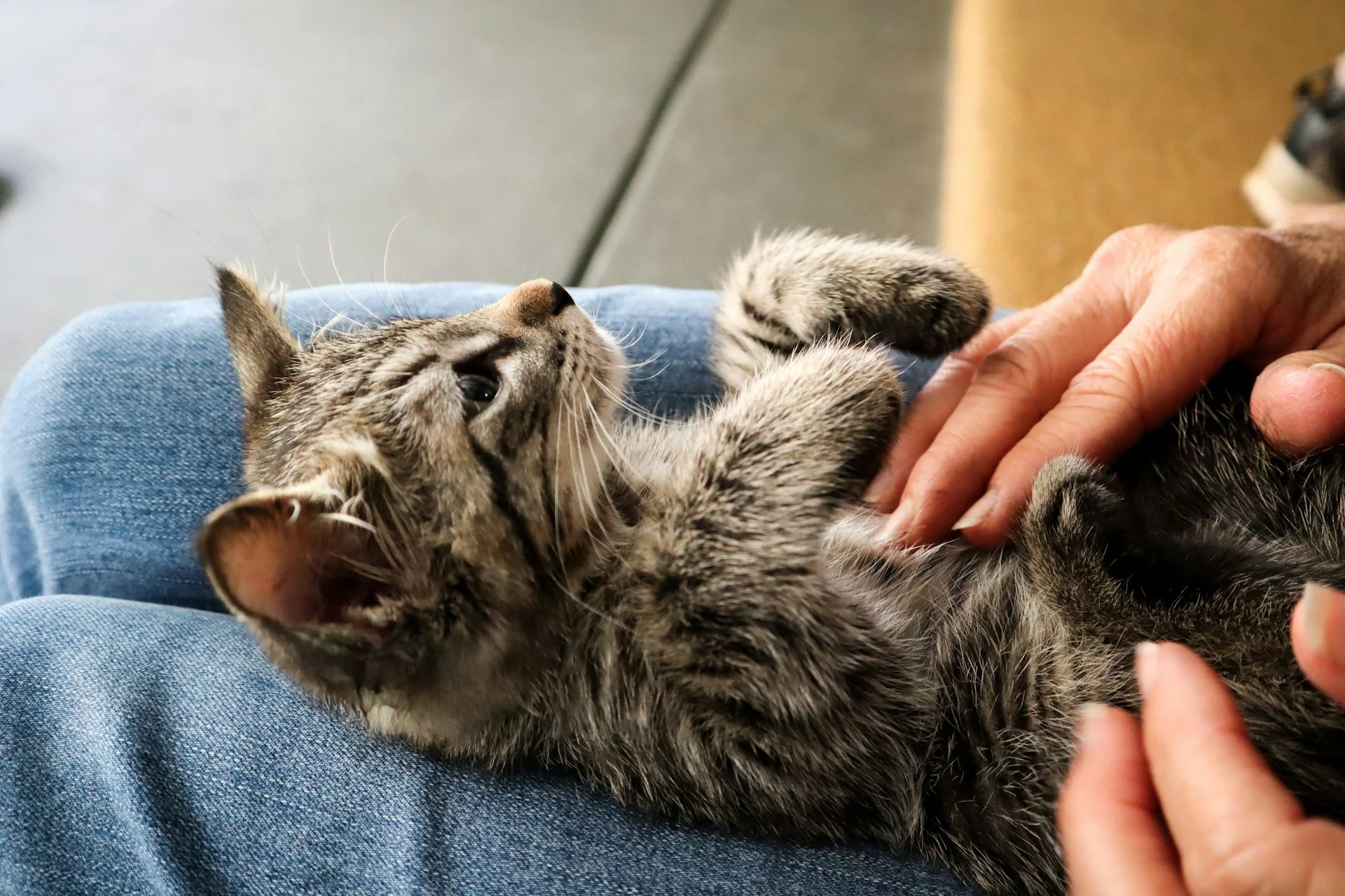 Volunteer with Saskatoon SPCA | Make a Difference for Animals ...