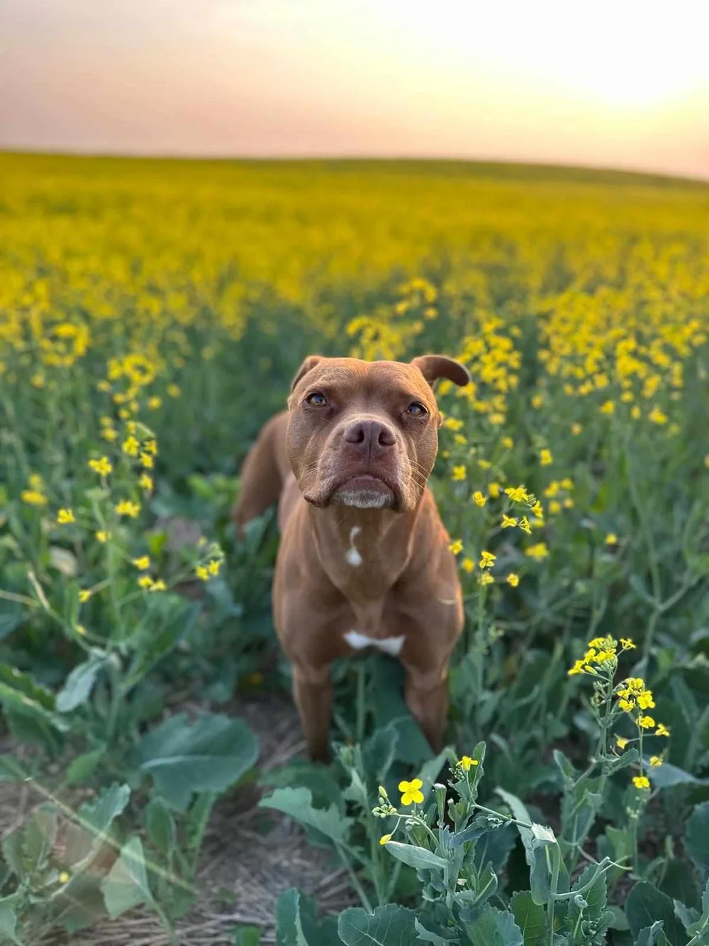 Adoptable Dogs | Find Your New Best Friend at Saskatoon SPCA ...