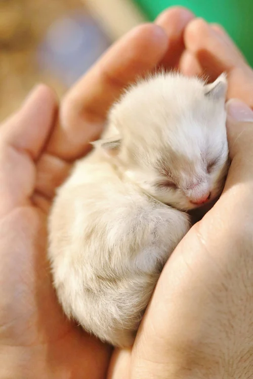 Adopt a Pet in Saskatoon | Find Your Perfect Companion at Saskatoon ...