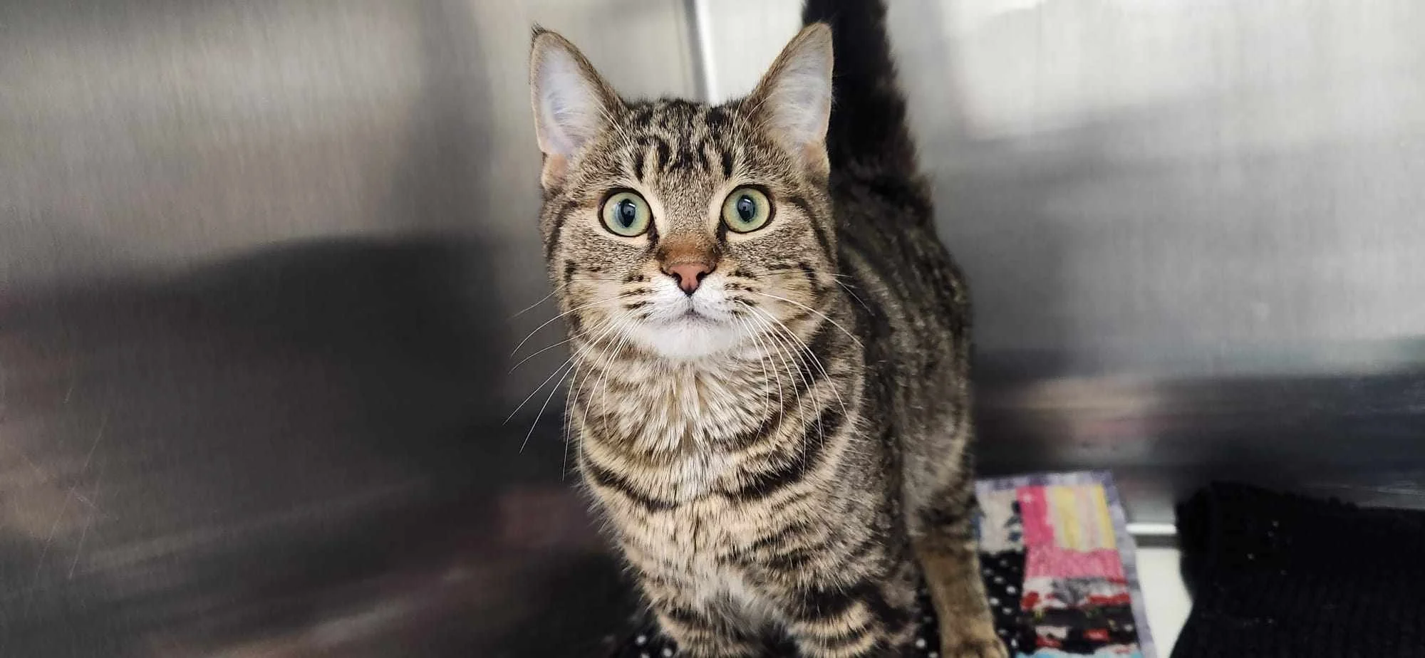 How to Adopt a Pet | Step-by-Step Guide from Saskatoon SPCA — Saskatoon ...