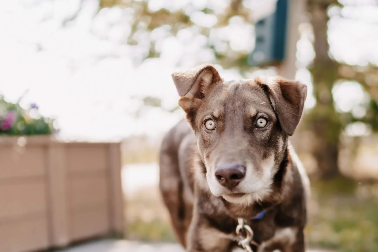 Adopt a Pet in Saskatoon | Find Your Perfect Companion at Saskatoon ...